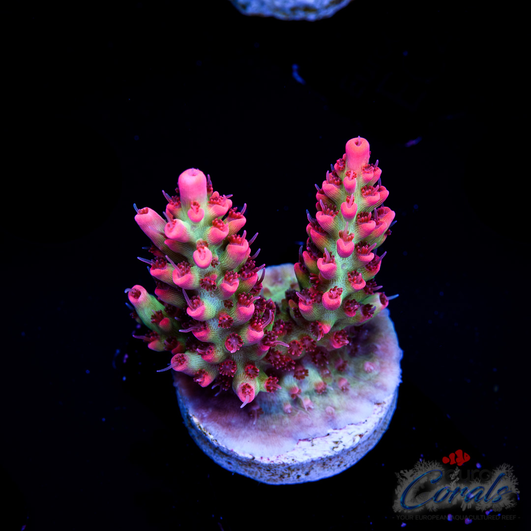 EC Pink/Red Polyps Acro – Euro Corals