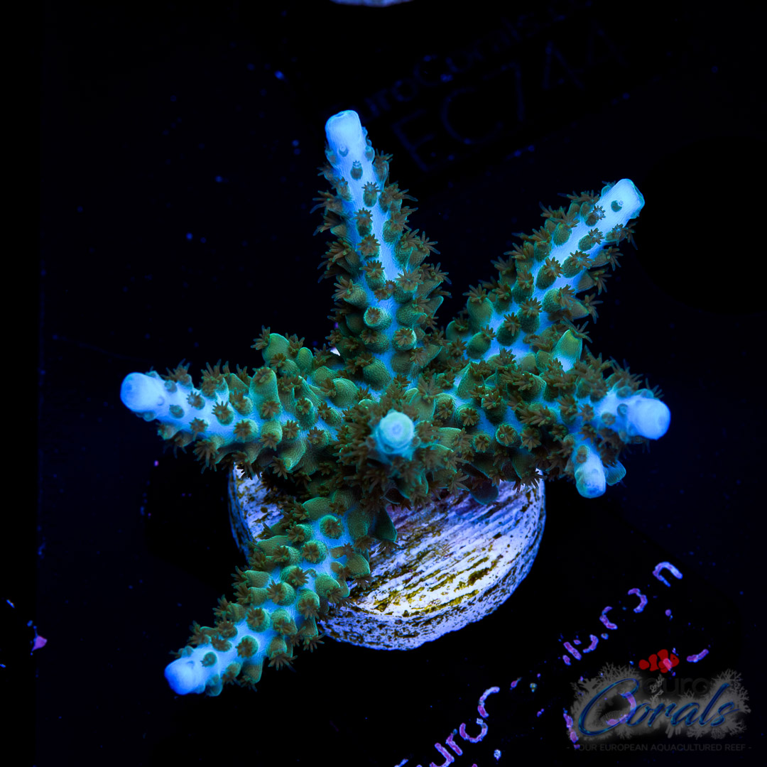 EC Blue/Yellow Tips Acro – Euro Corals