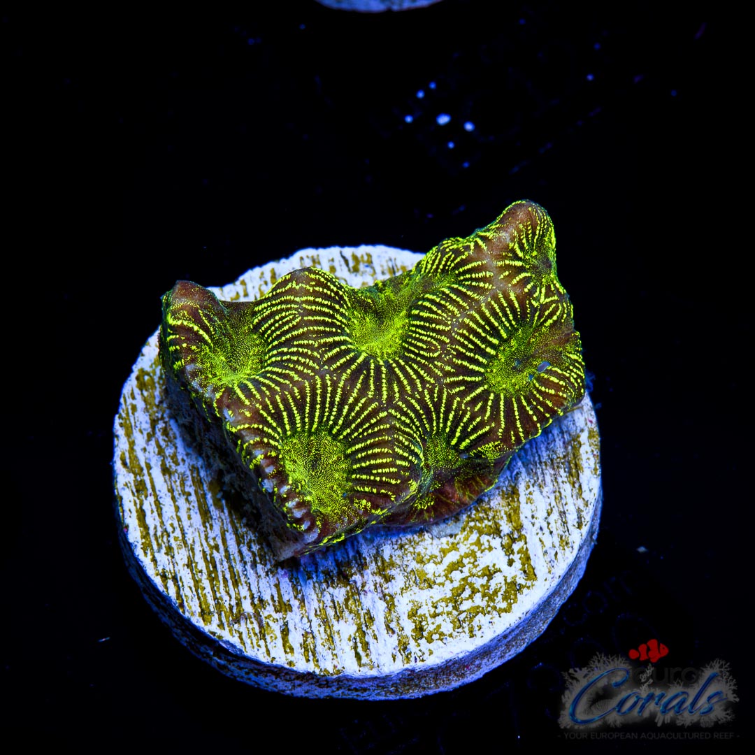 EC Neon Green Strpes Favia spp. – Euro Corals