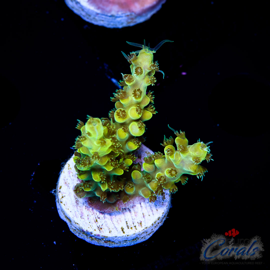 EC Acropora Spp. – Euro Corals