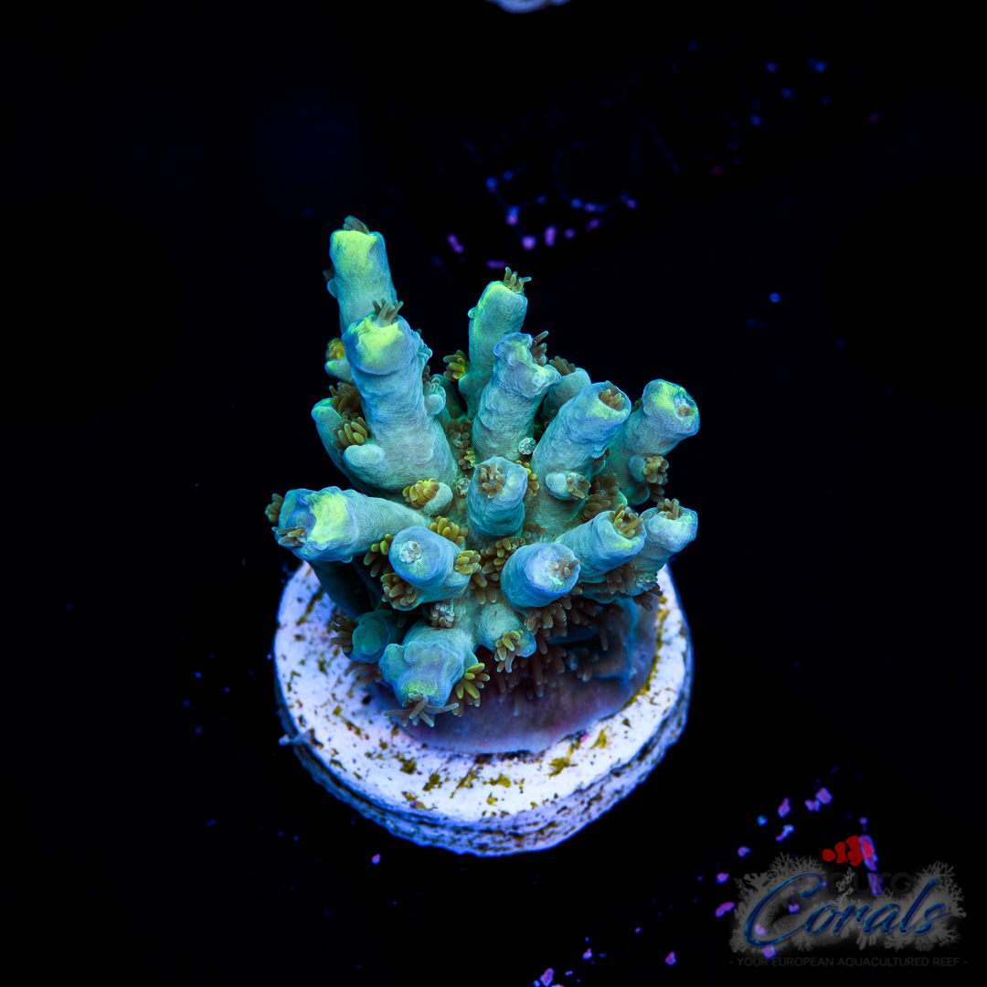 EC Blue/Green Tips Acro – Euro Corals