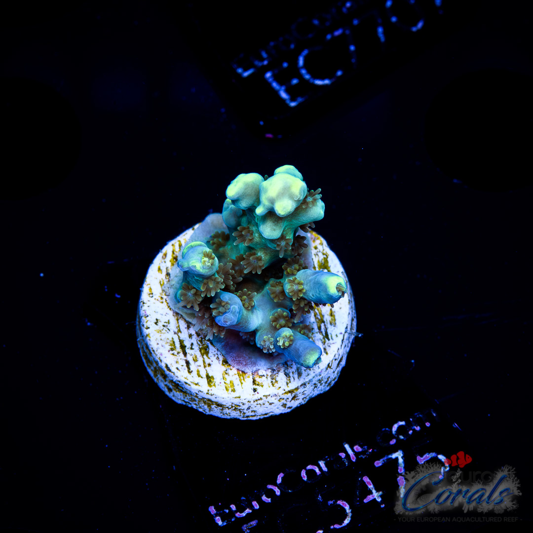 EC Blue/Green Tips Acro – Euro Corals