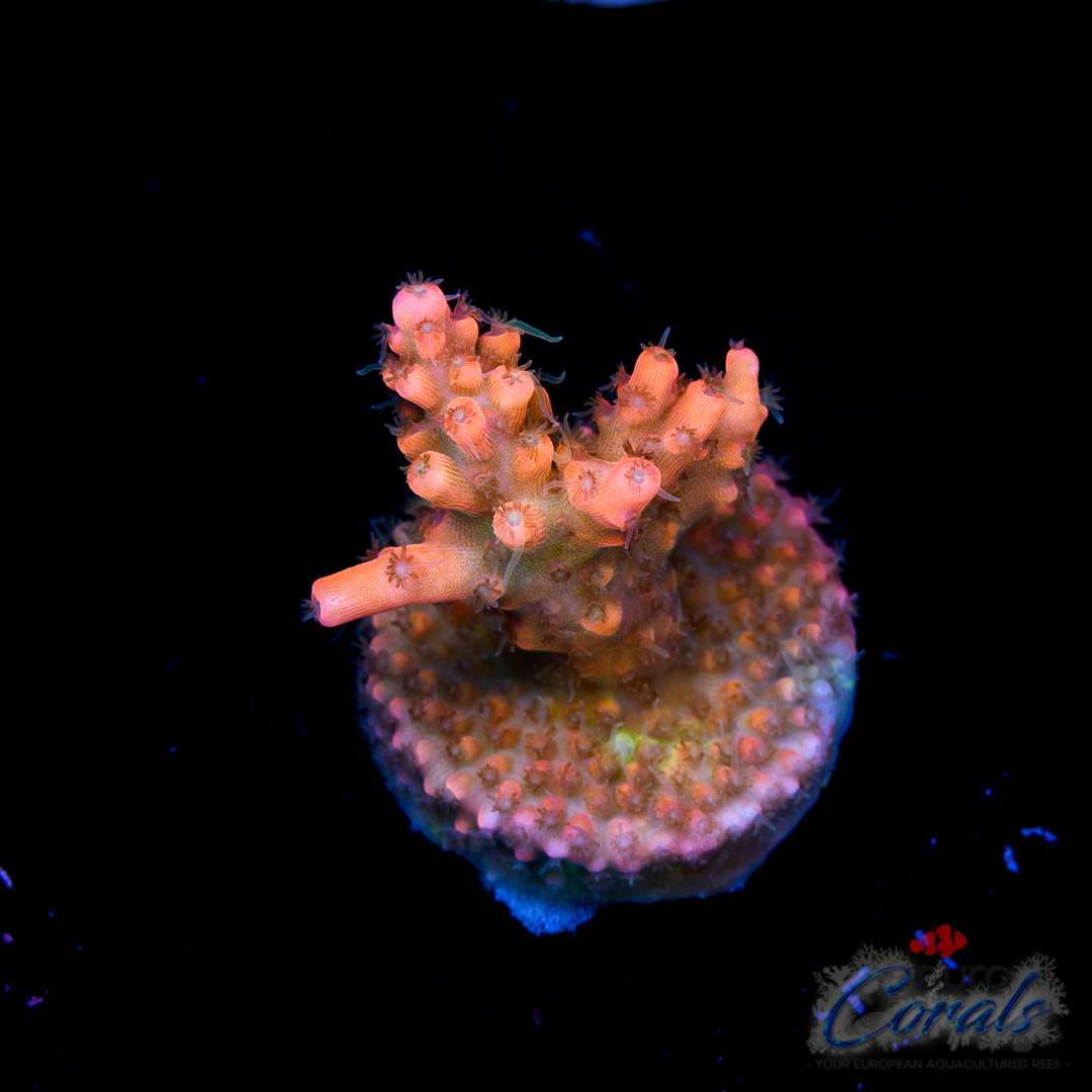 EC Super Orange Acro – Euro Corals