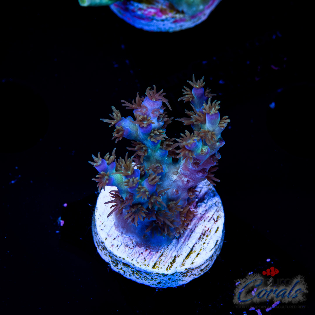 EC Extrem Polyps Rainbow Acro – Euro Corals