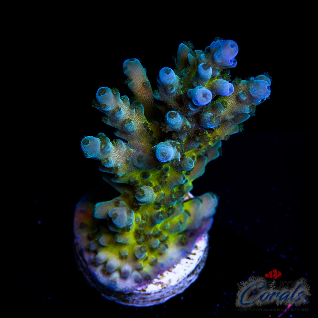 EC Tort Acro – Euro Corals