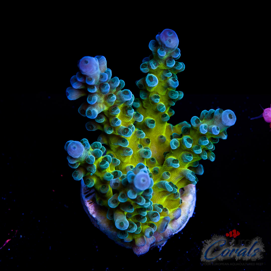 EC Tort Acro – Euro Corals