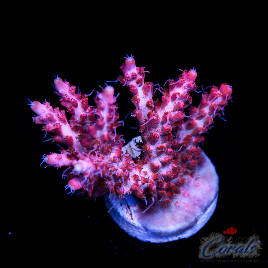 EC Pink Acro – Euro Corals
