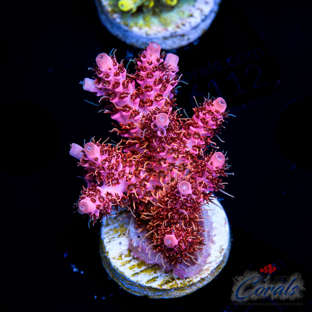 EC Pink/Golden Polyps Fenix Acro – Euro Corals