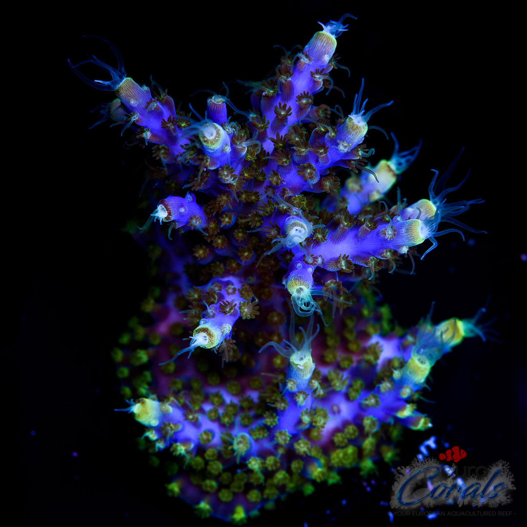 EC Intergalactic Acro – Euro Corals
