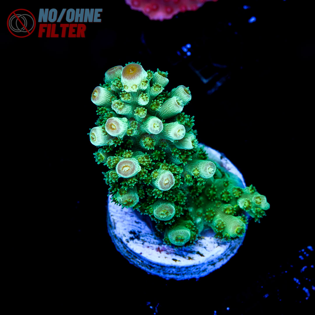 EC Red Hot Hat Digit Acro – Euro Corals