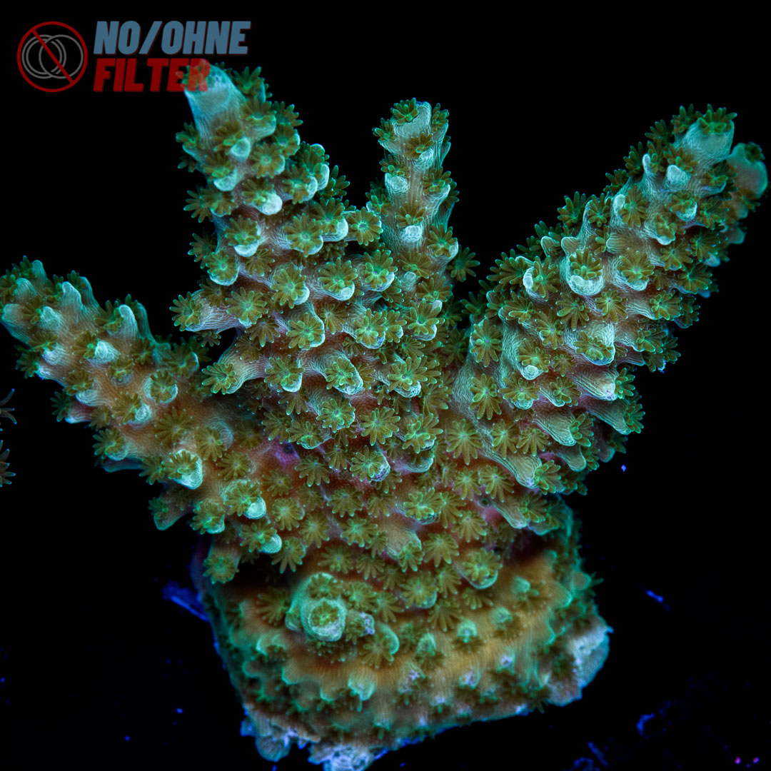 EC Stag Acro – Euro Corals