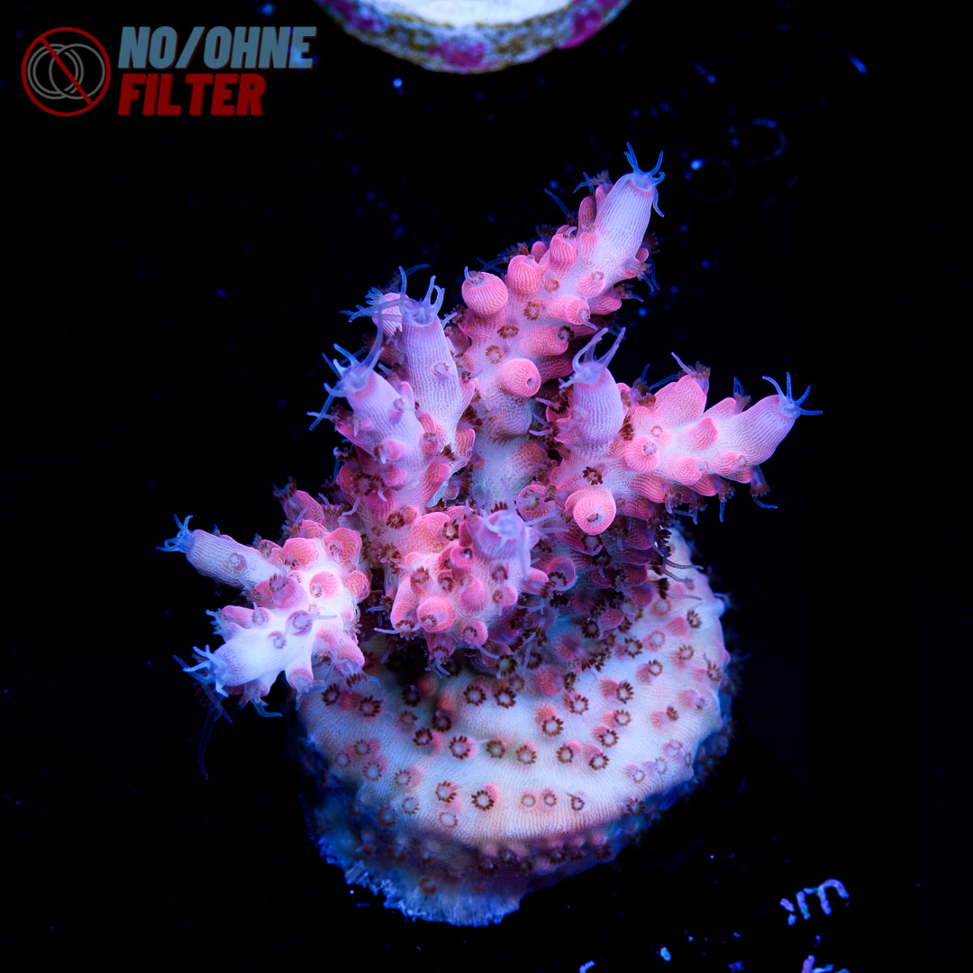 EC Pink Polaris Acro – Euro Corals