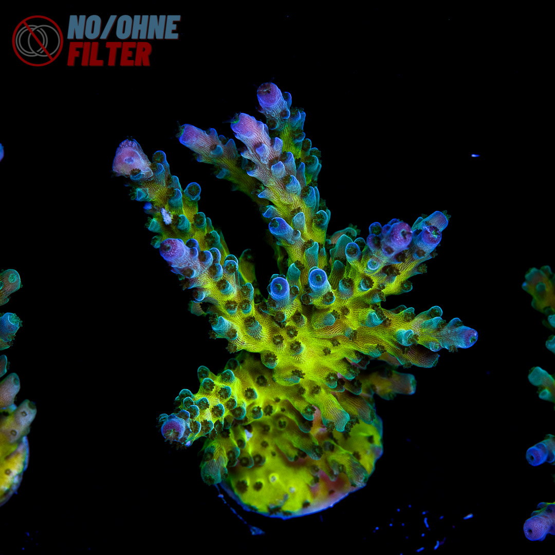 EC Electric Miyagi Tort Acro – Euro Corals