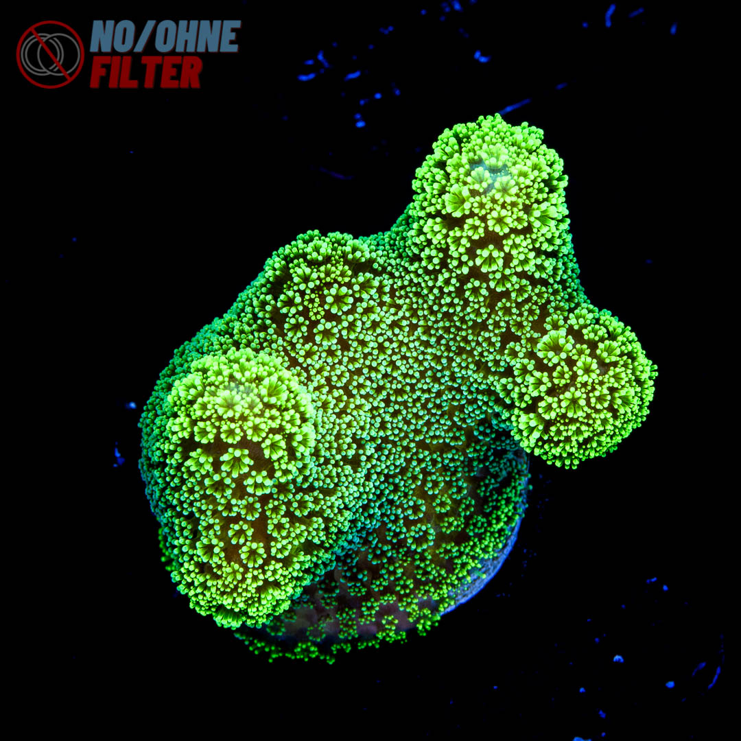 EC Sparkling Stars Stylo – Euro Corals
