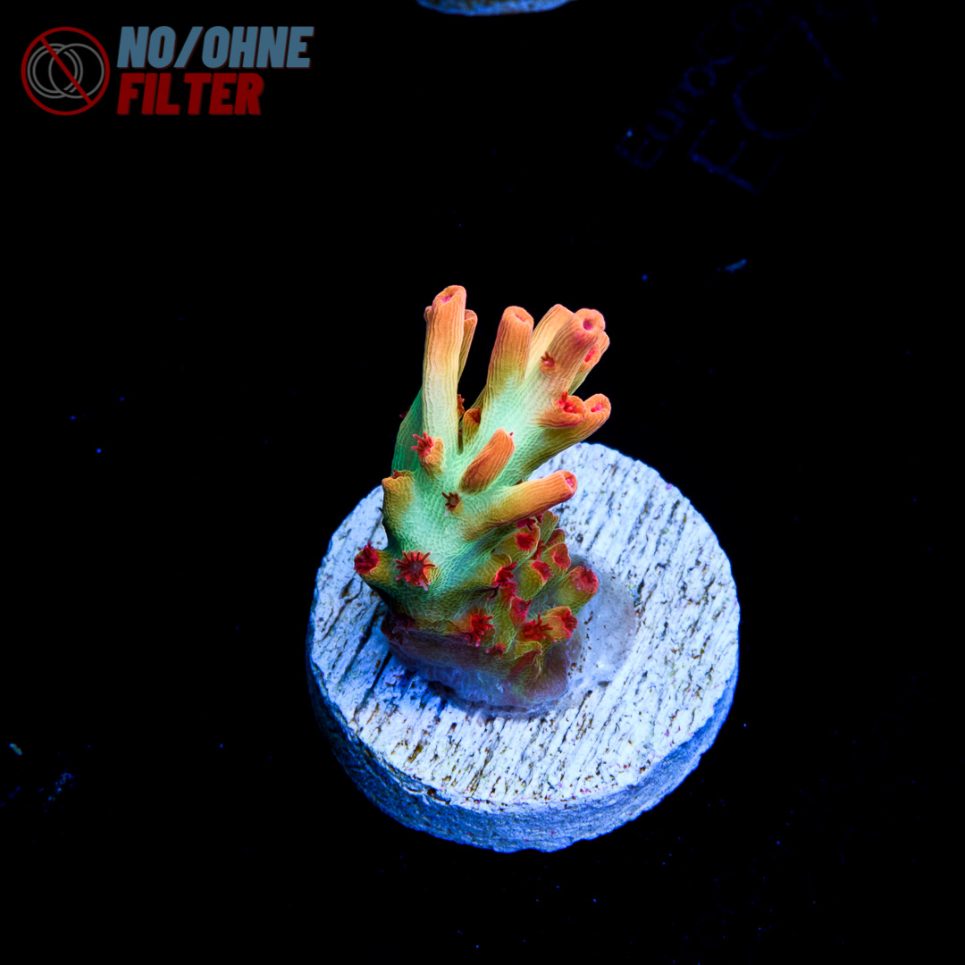 EC Red Devils Acro XS – Euro Corals