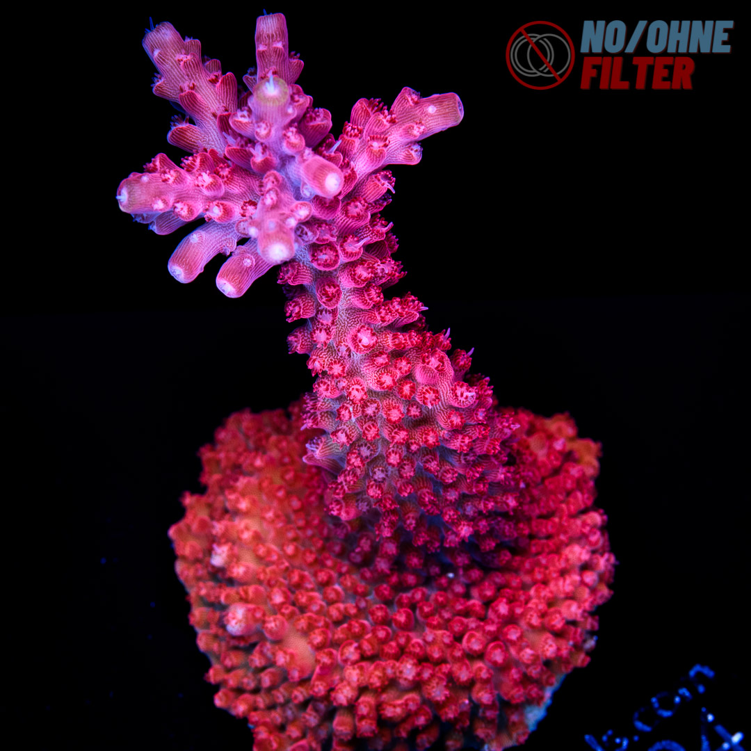 EC Red Lambo Acro – Euro Corals