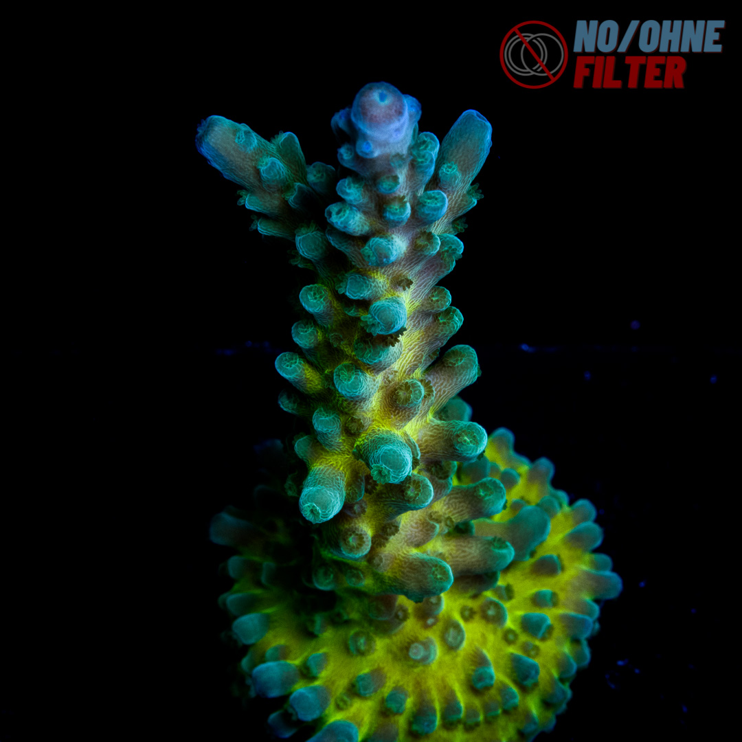 EC Electric Miyagi Tort Acro – Euro Corals
