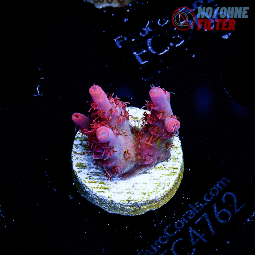 EC Fire Engine Acro – Euro Corals