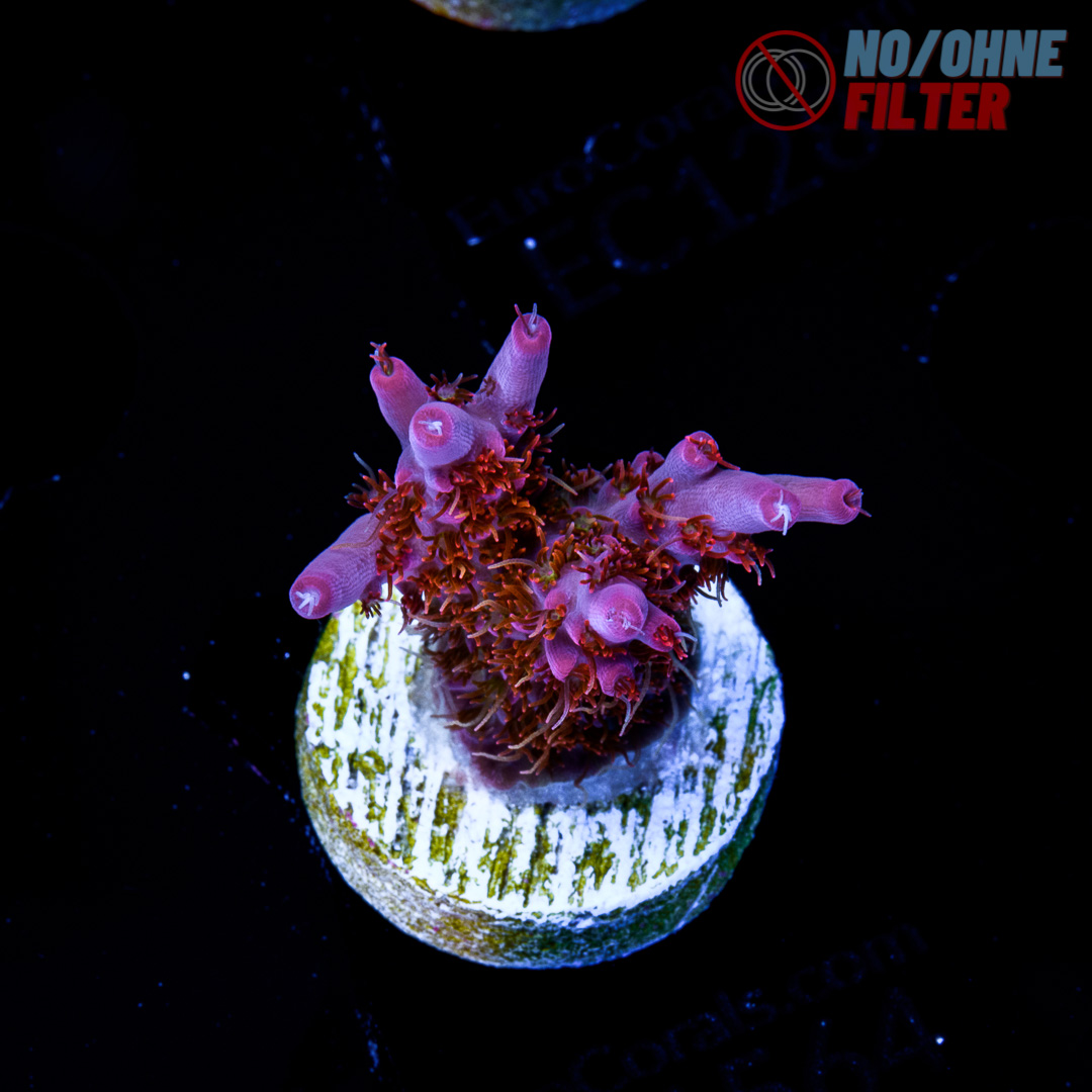EC Pink Passion Acro – Euro Corals