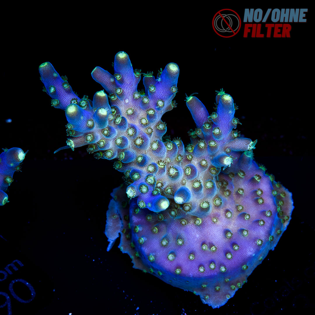 EC Nebula Blue Yellow Polyps Acro – Euro Corals