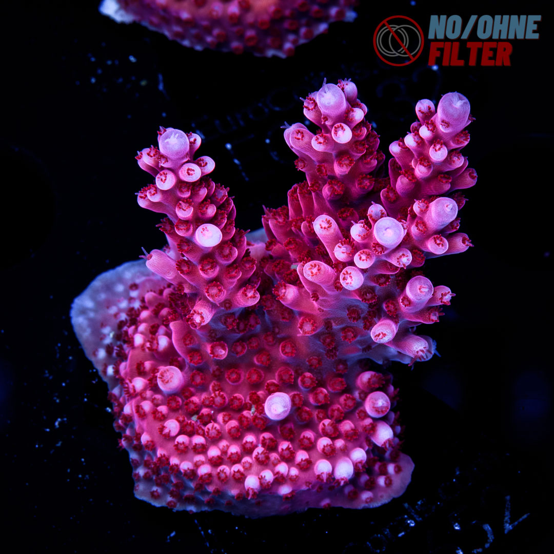 EC Adam Bomb Super Red Acro – Euro Corals