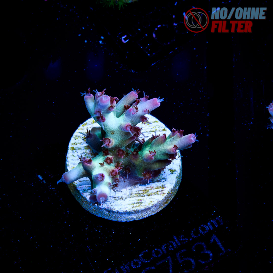 EC Rainbow Joker Acro RED POLYPS – Euro Corals