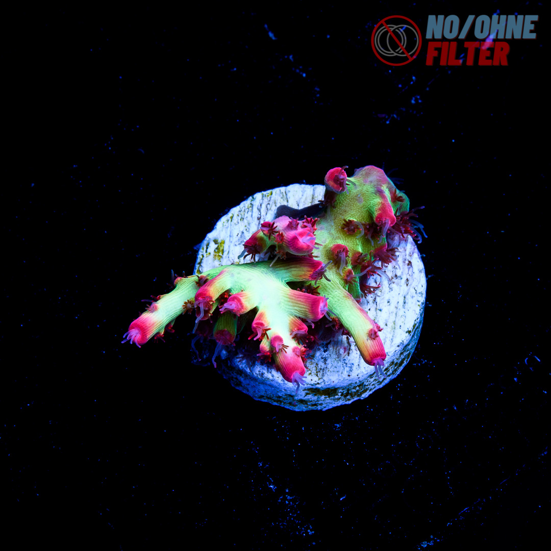 EC Red Devils Acro EXTREME – Euro Corals