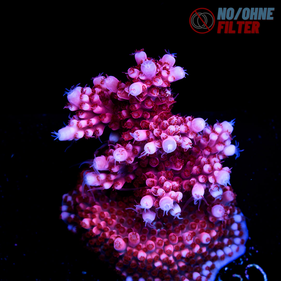 EC Adam Bomb Super Red Acro – Euro Corals