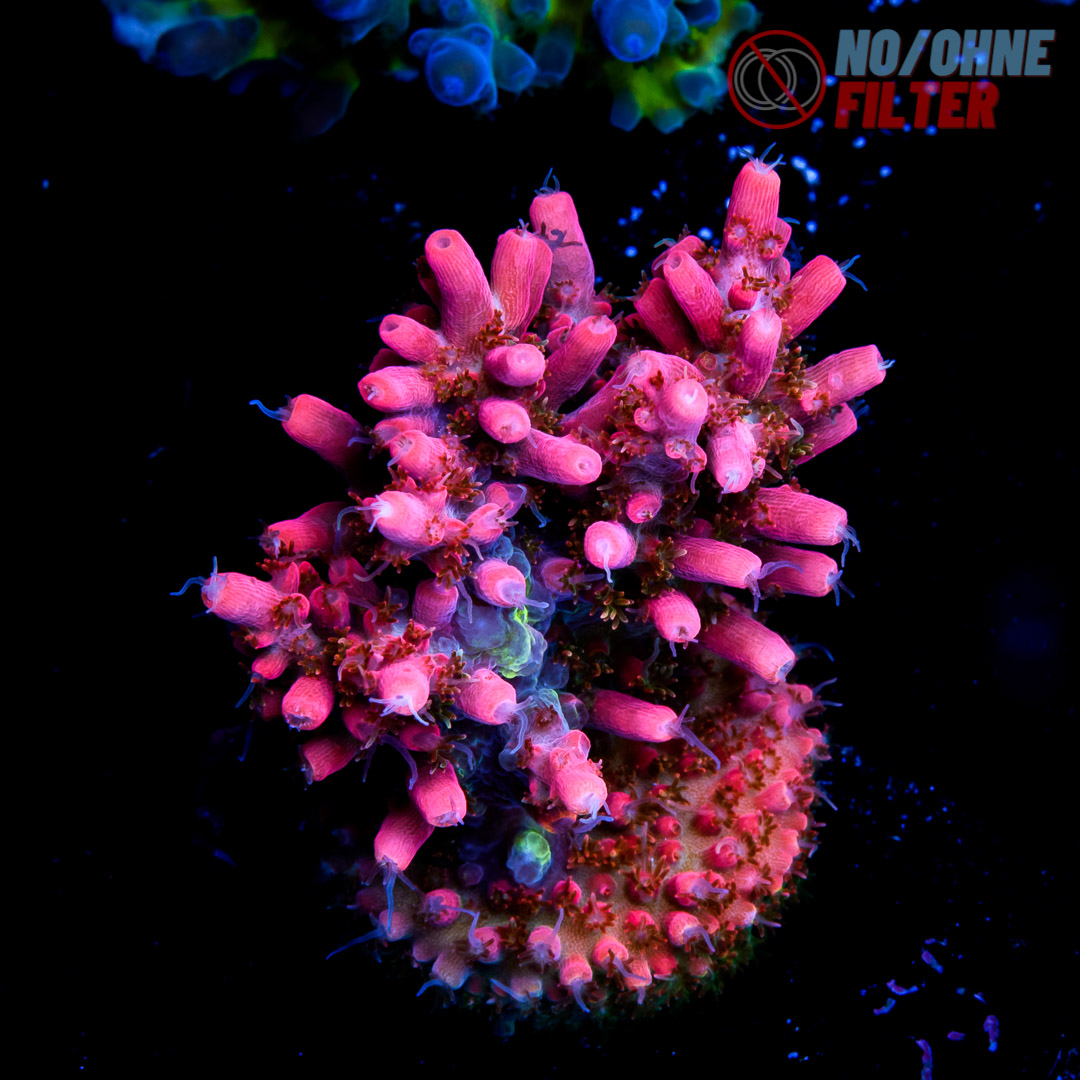 EC Hippie Juice Acro XL – Euro Corals