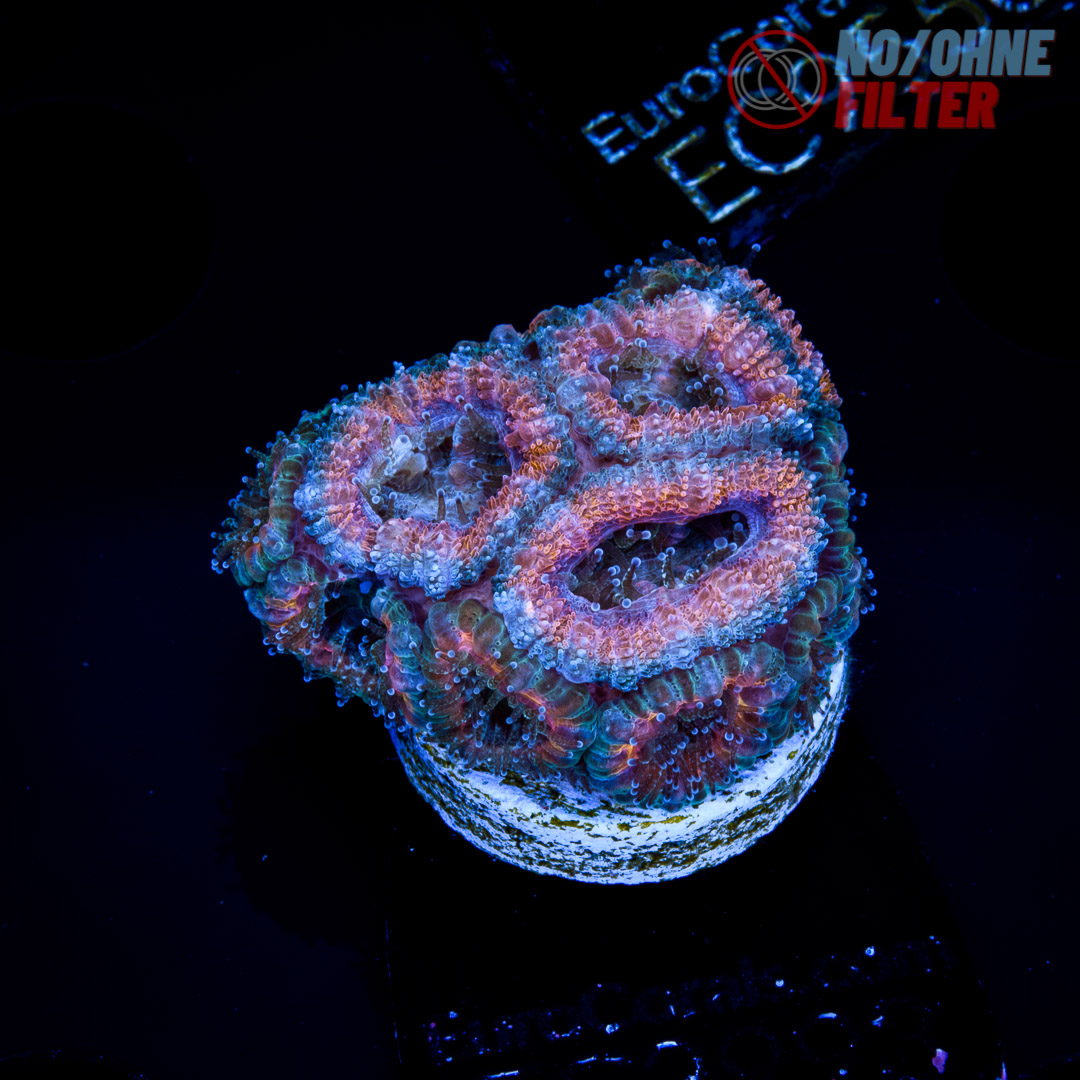 EC Rainbow Aussie Lord Acan – Euro Corals