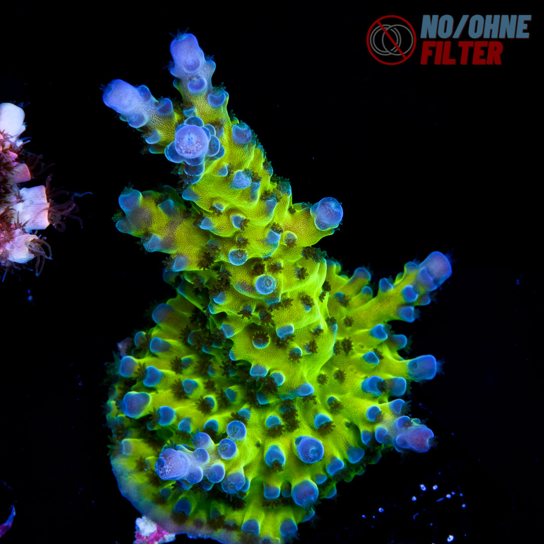 EC Electric Miyagi Tort Acro – Euro Corals