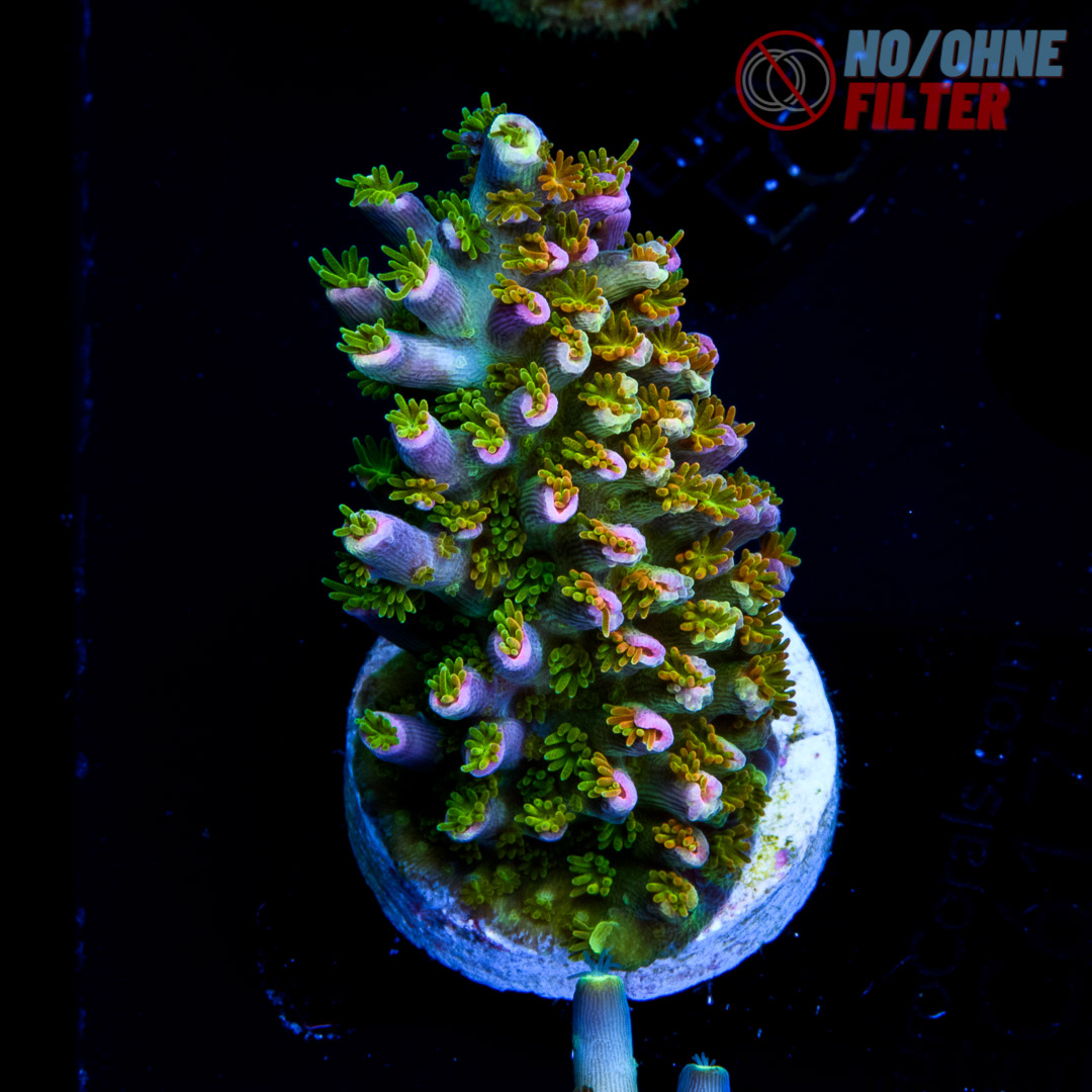 EC Rainbow Abrotanoides Acro – Euro Corals