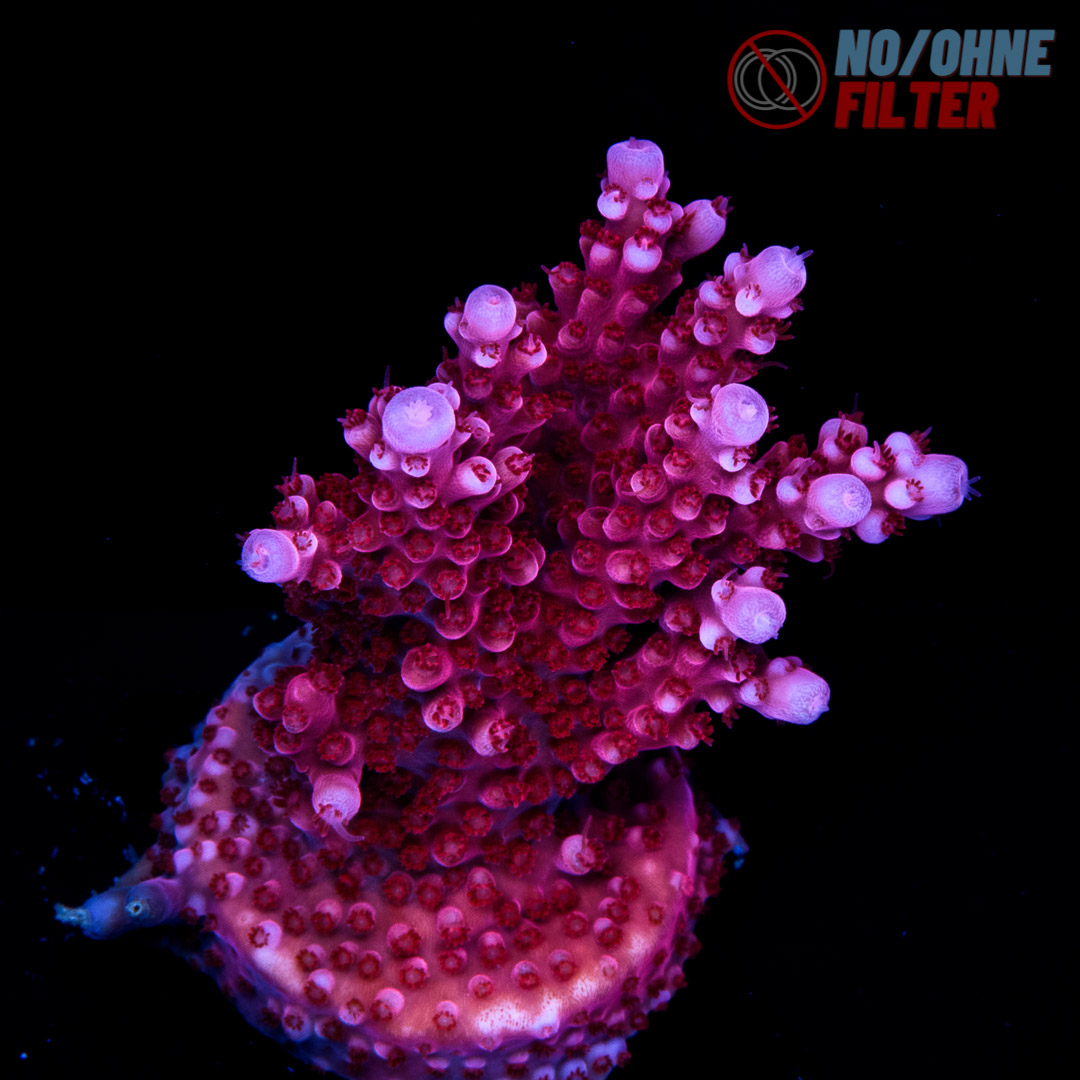 EC Adam Bomb Super Red Acro – Euro Corals
