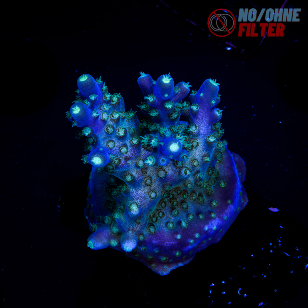 EC Nebula Super Blue Yellow Polyps Acro – Euro Corals