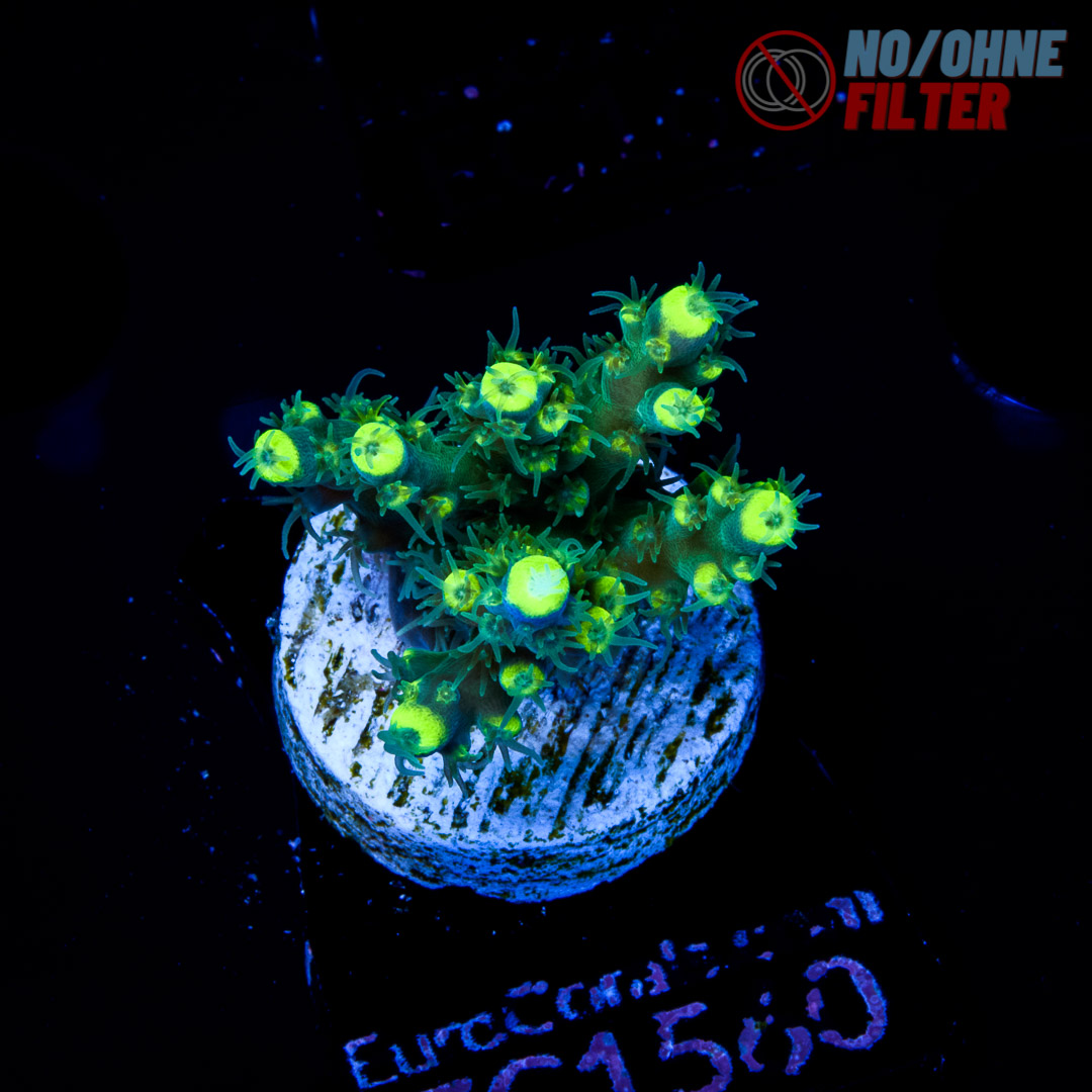 EC Firefly Acro – Euro Corals