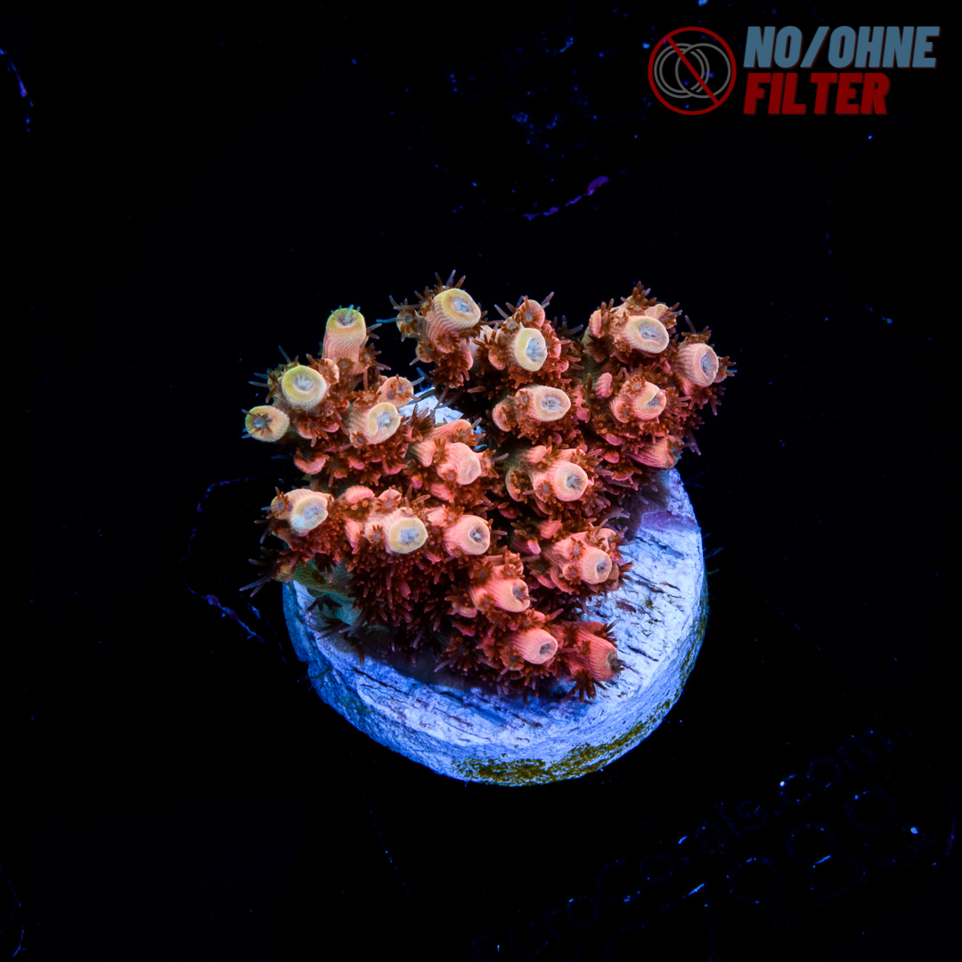 EC Ragnarok Table Acro – Euro Corals