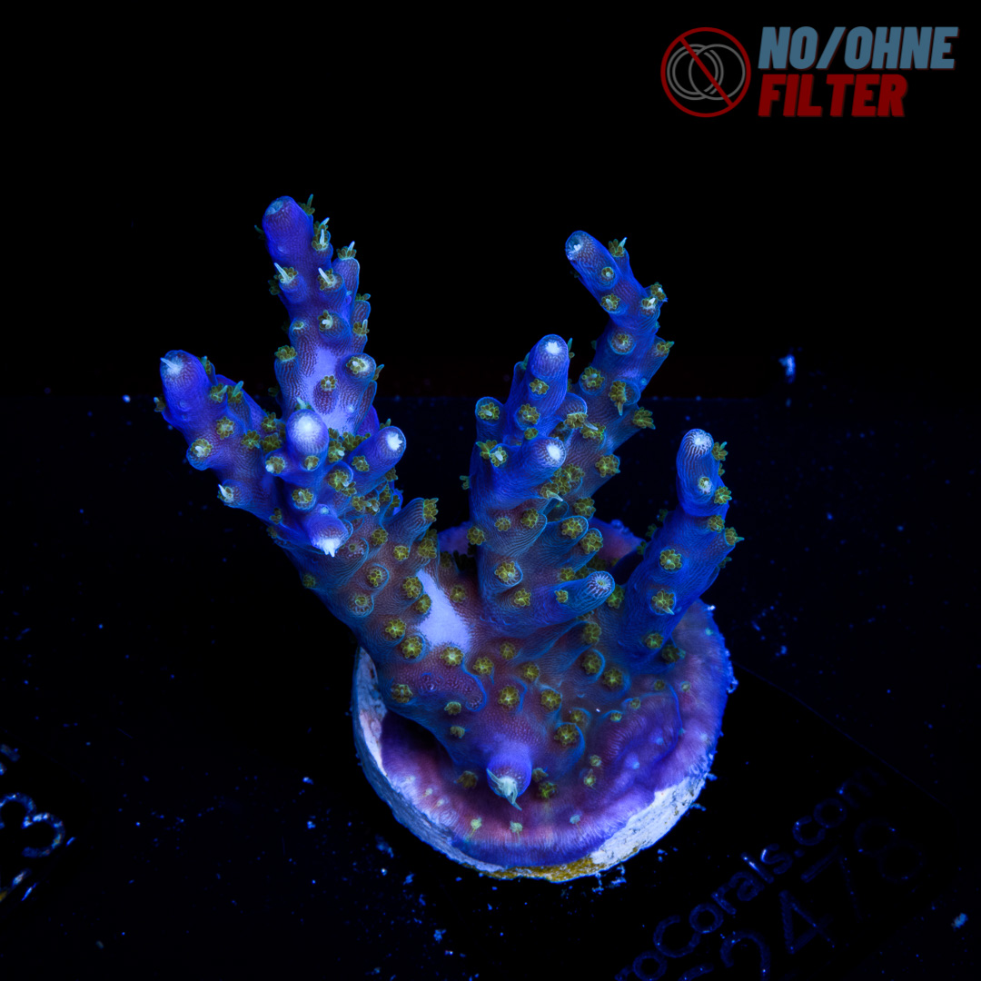 EC Intergalactic Acro – Euro Corals