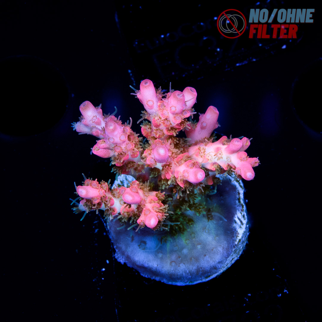 EC Original Vivid Confetti Acro NEW – Euro Corals
