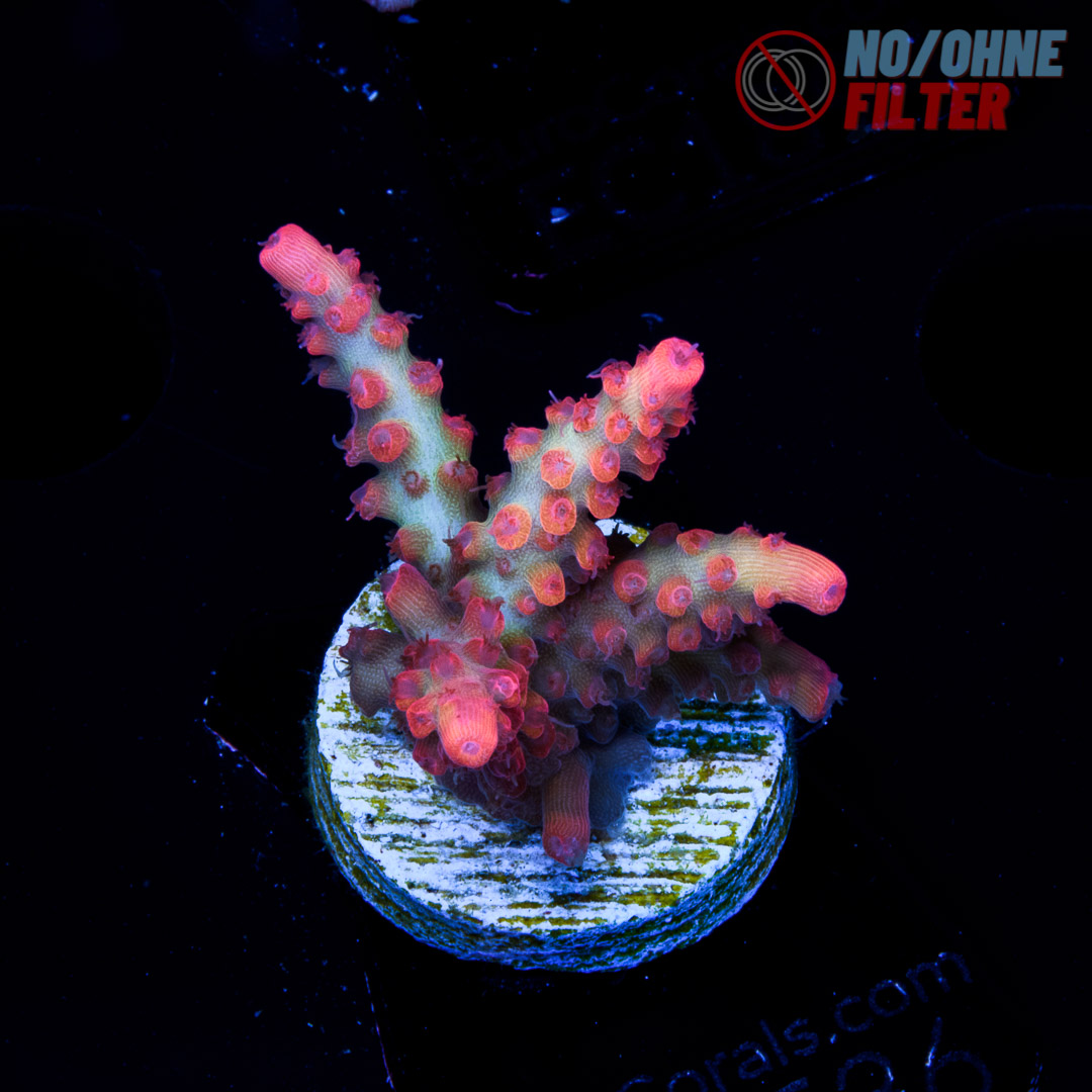 EC Super Raspberry SSC Acro – Euro Corals