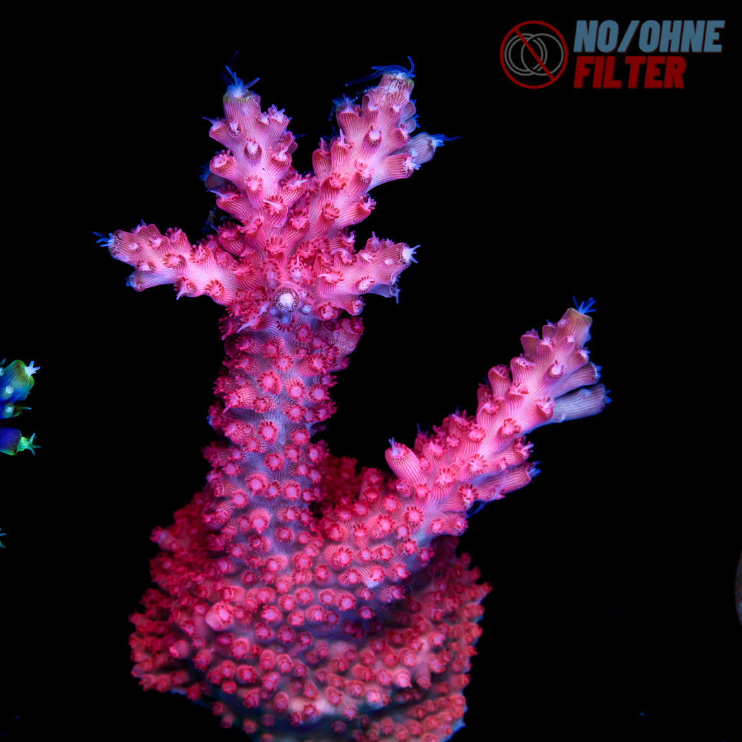 EC Red Heat Acro NEW – Euro Corals