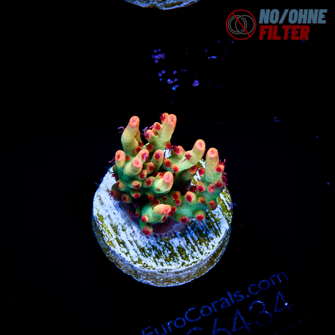 EC Red Devils Acro EXTREME – Euro Corals