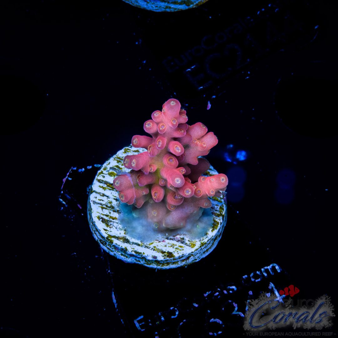 EC JF Neophonia Acro – Euro Corals