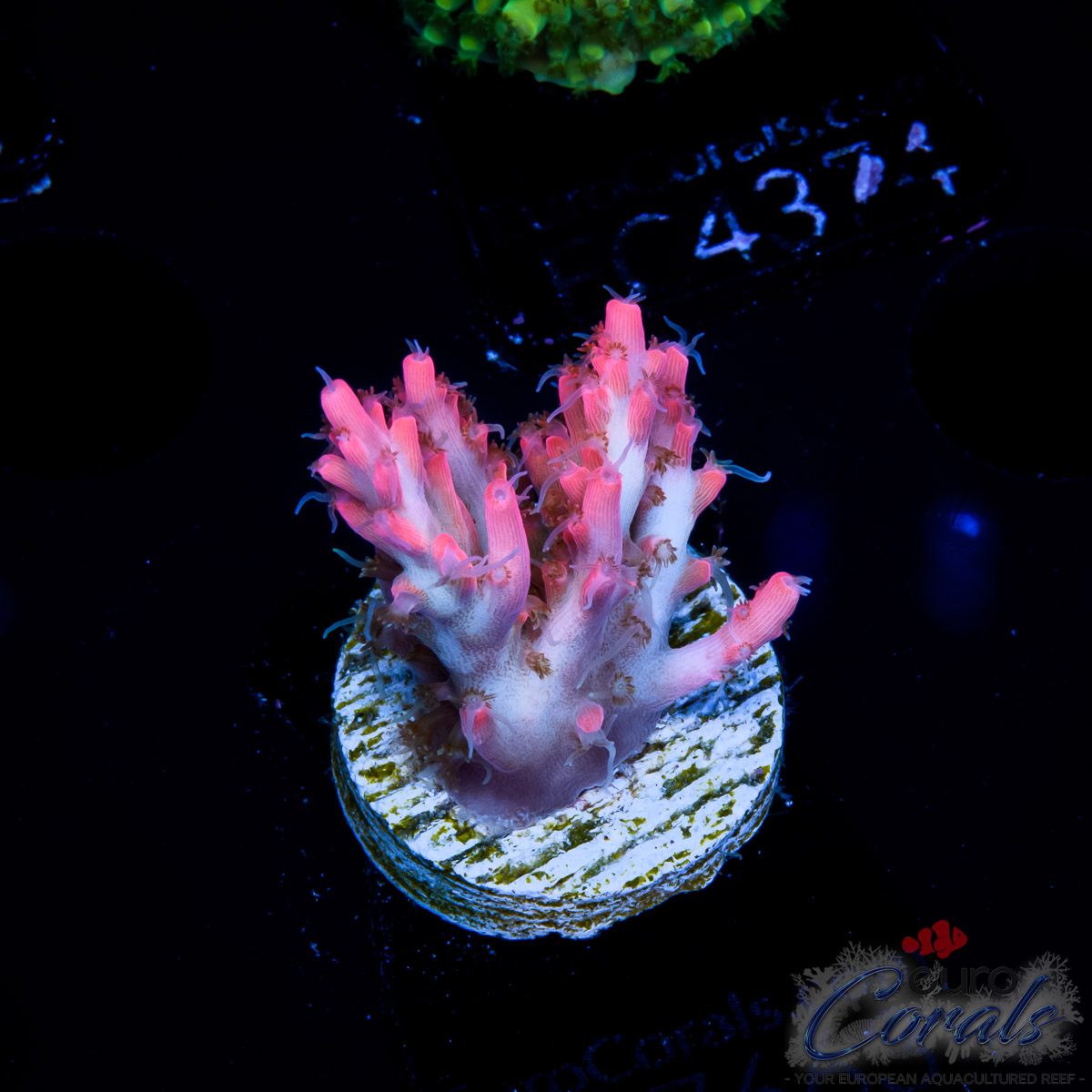 EC Hippie Juice Acro – Euro Corals