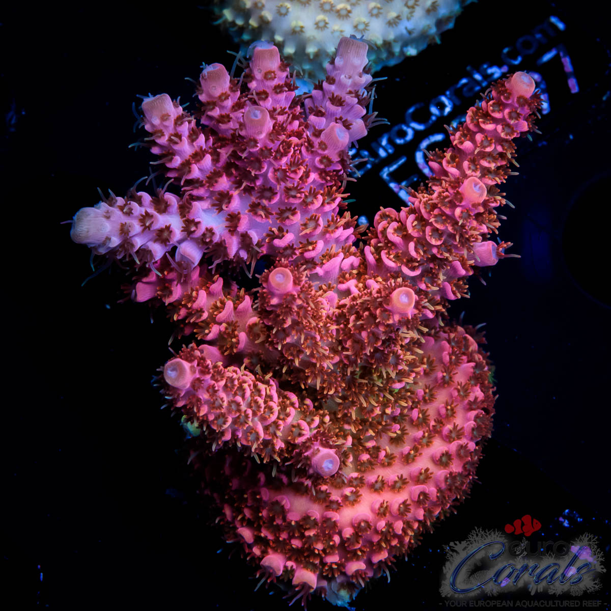 EC Phenix Rainbow Acro – Euro Corals