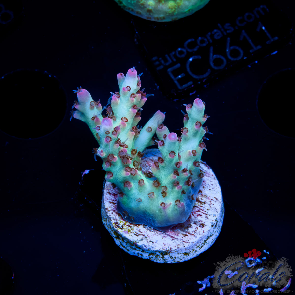 EC Rainbow Joker Acro RED POLYPS – Euro Corals