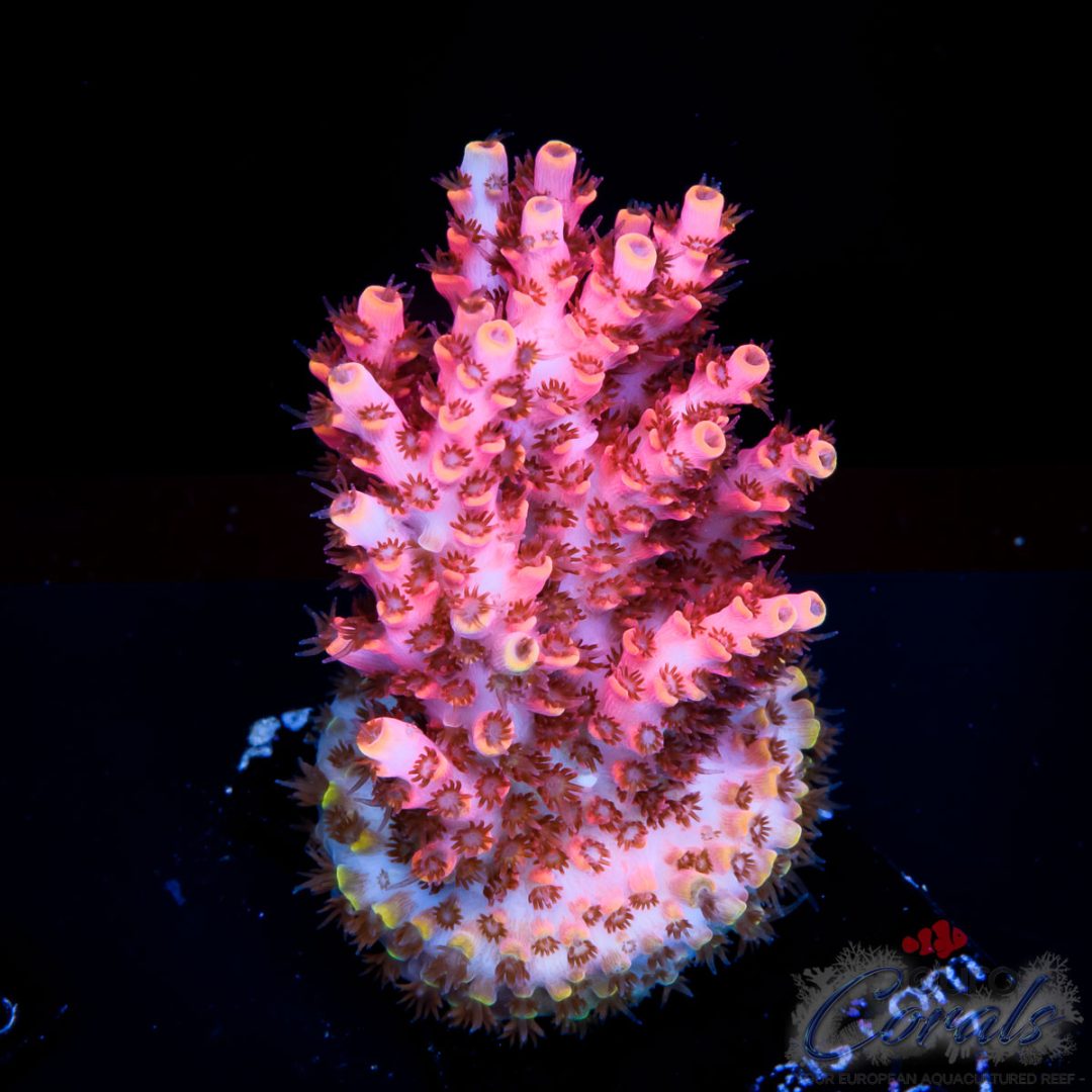 EC Hyper Pink Acro NEW – Euro Corals