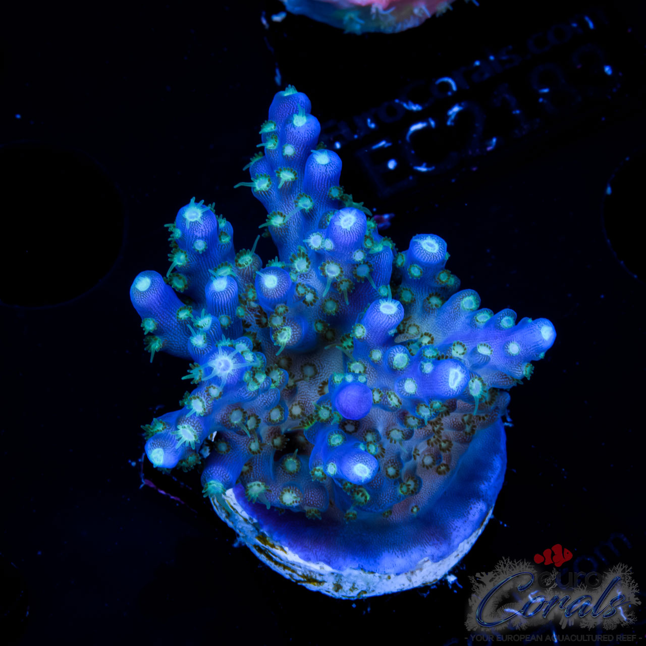 EC Nebula Super Blue Yellow Polyps Acro – Euro Corals