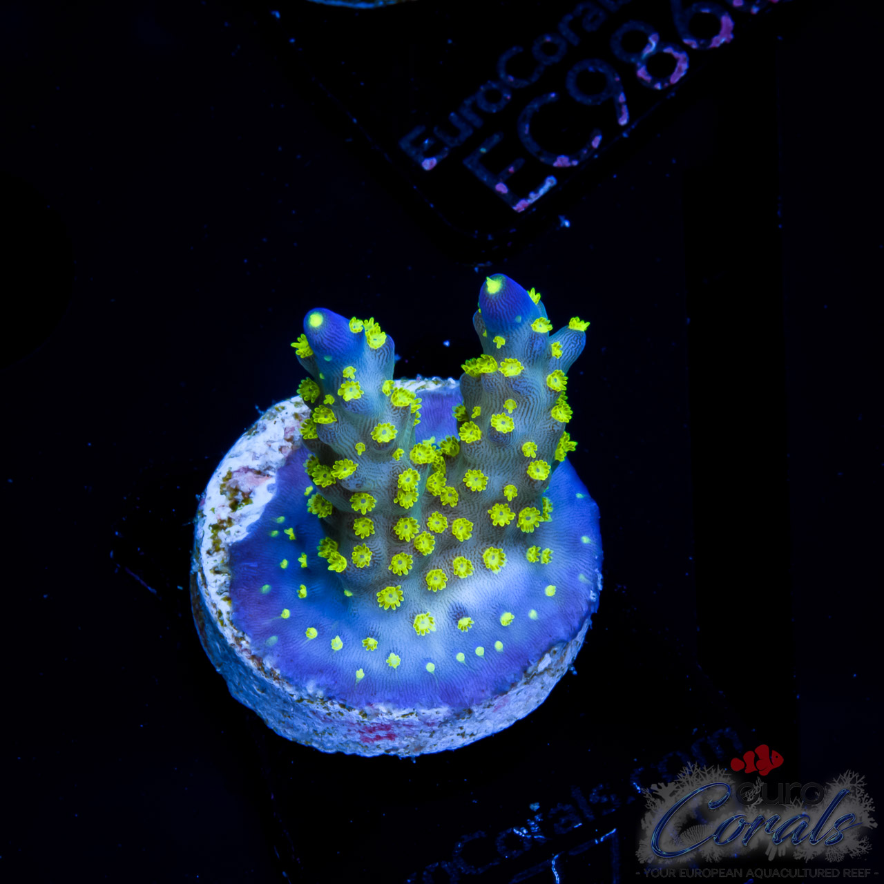 EC Blueberry Fields Acro – Euro Corals