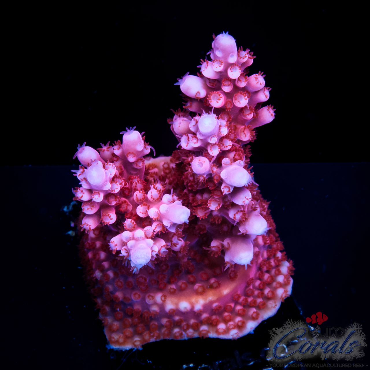EC Adam Bomb Super Red Acro – Euro Corals