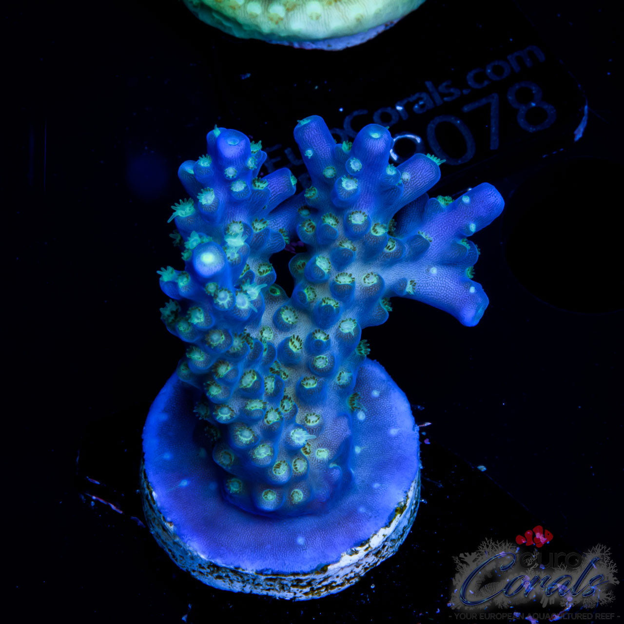 EC Nebula Super Blue Yellow Polyps Acro – Euro Corals